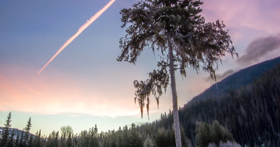 Pine Tree Vs Fir Tree [Answered!]