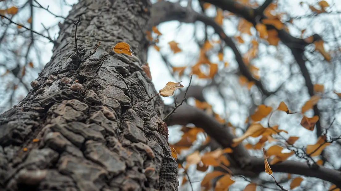 Detecting Ash Tree Diseases: Signs, Diagnosis, And Prevention Tips